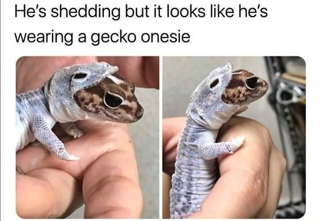 Such a cutie - Gecko Cosplay Perhaps? - He's shedding but it looks like ...