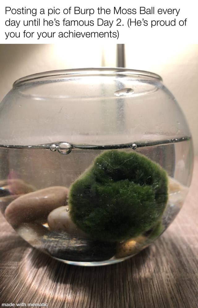 Posting a pic of Burp the Moss Ball every day until he's famous Day 2 ...