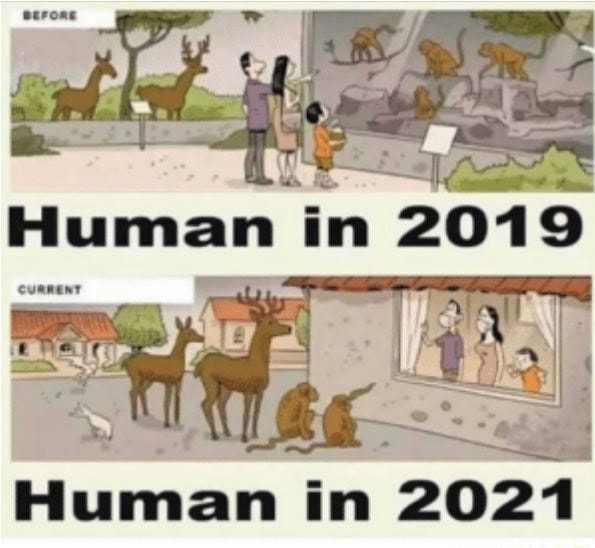 Animal Intelligence Vs Human Intelligence - Human in 2019 Human in 2021 ...