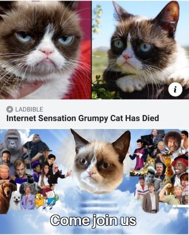 LAZIBIELE Internet Sensation Grumpy Cat Has Died - iFunny