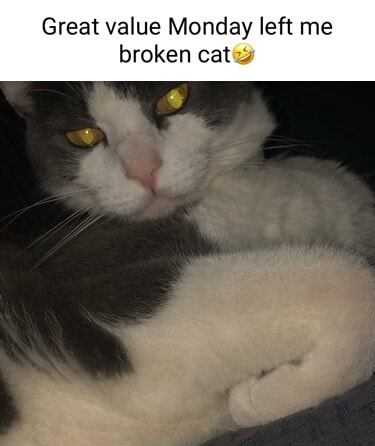 Great value Monday left me broken cat - iFunny