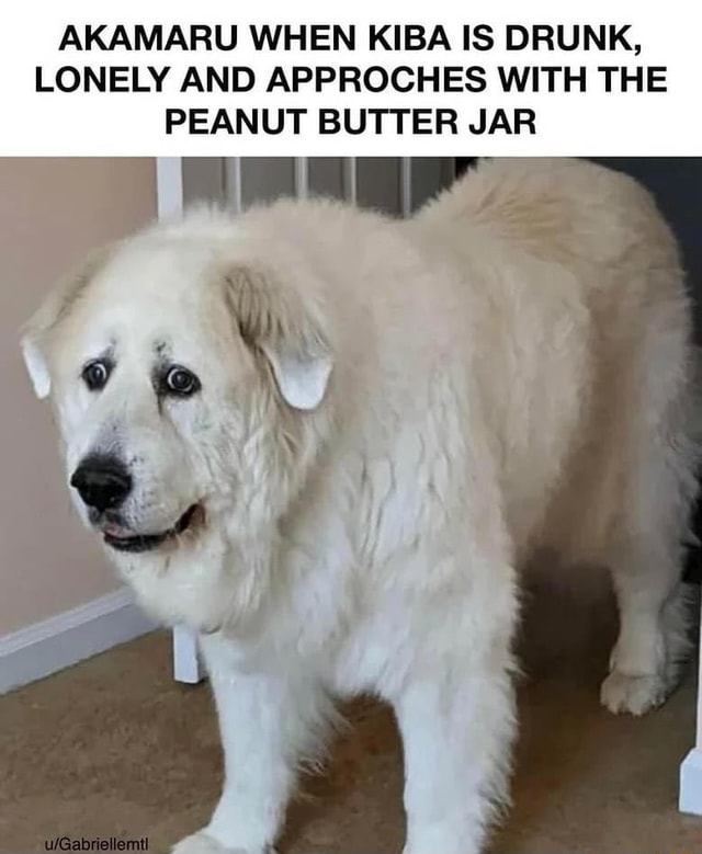 AKAMARU WHEN KIBA IS DRUNK, LONELY AND APPROCHES WITH THE PEANUT BUTTER ...