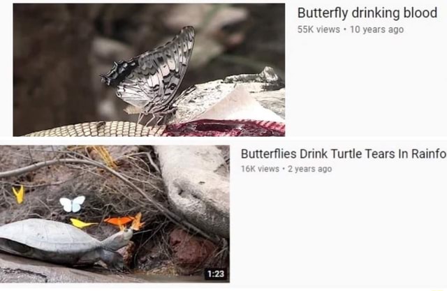 Butterfly drinking blood views 10 years ago Butterflies Drink Turtle ...