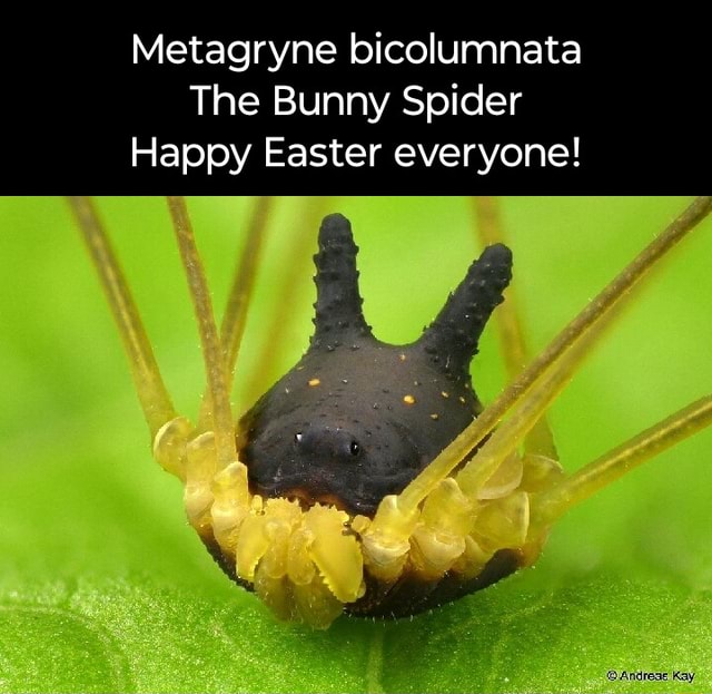 Metagryne bicolumnata The Bunny Spider Happy Easter everyone! Andreae ...