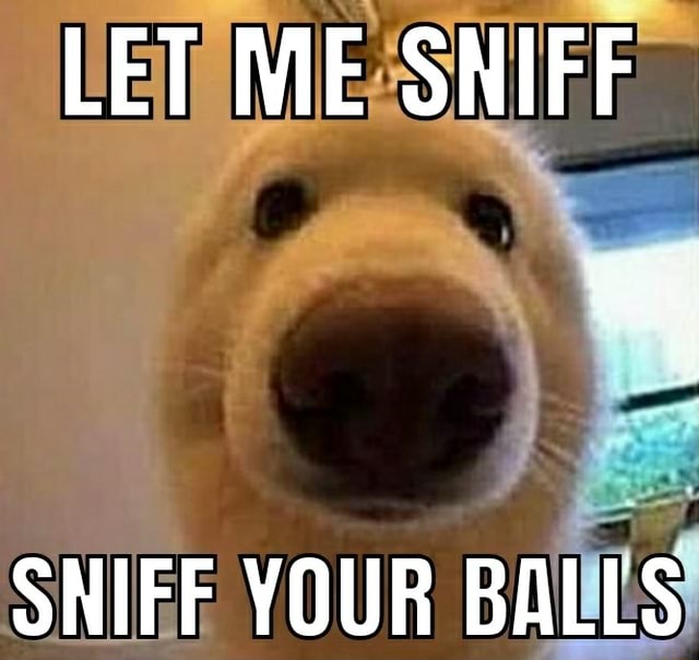 Let Me Sniff Sniff Your Balls Ifunny