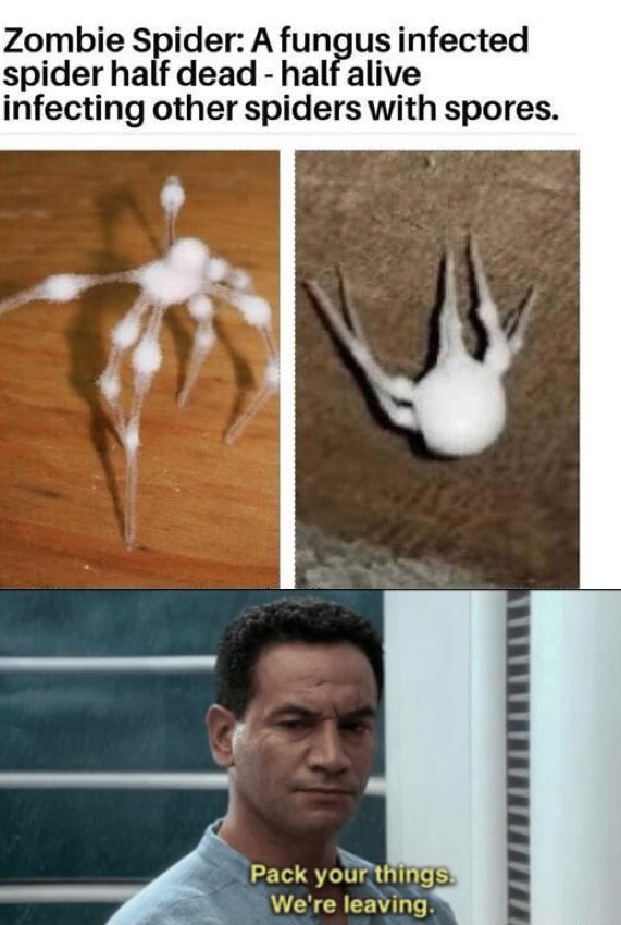 Zombie Spider: A fungus infected spider half dead - half alive ...