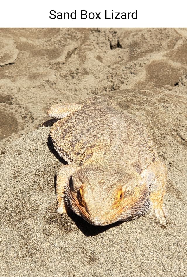 Sand Box Lizard - iFunny