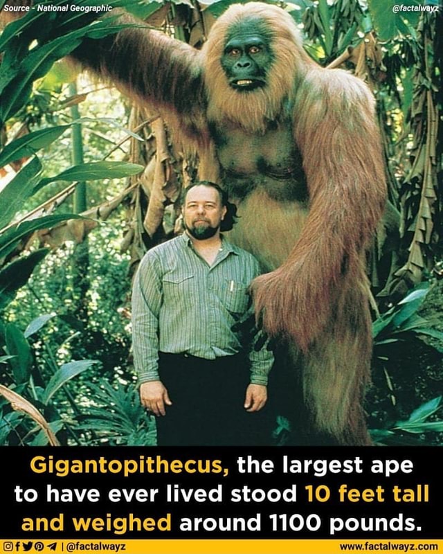 'ats Gigantopithecus, the largest ape to have ever lived stood 10 feet ...