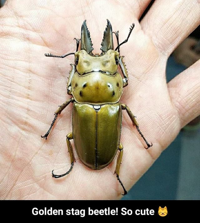 Golden stag beetle! So cute ª - Golden stag beetle! So cute 😸 - iFunny