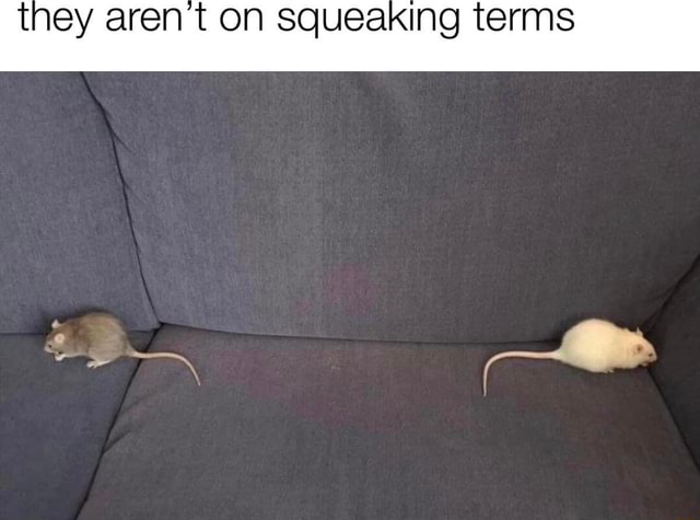 Tney aren't on squeaking terms - iFunny