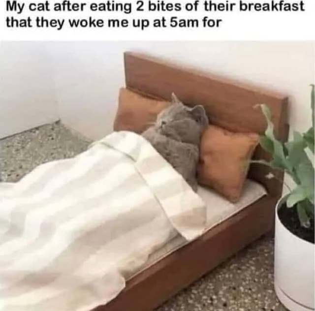 My cat after eating 2 bites of their breakfast that they woke me up at ...