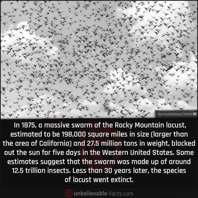 In 1875, a massive swarm of the Rocky Mountain locust, estimated to be ...