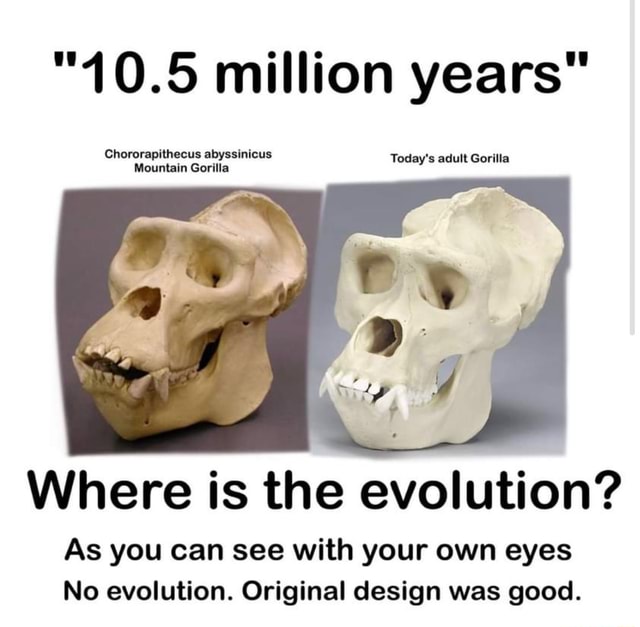 "10.5 million years" Chororapithecus abyssinicus Today's adult Gorilla ...