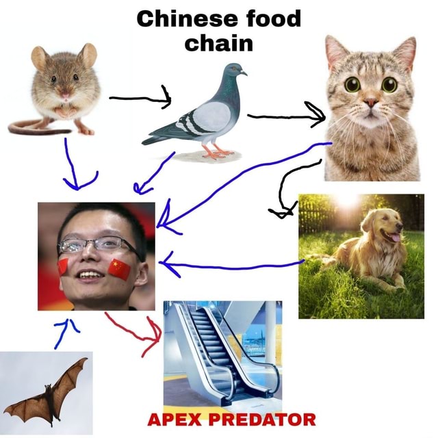 Chinese food chain APEX PREDATOR - iFunny