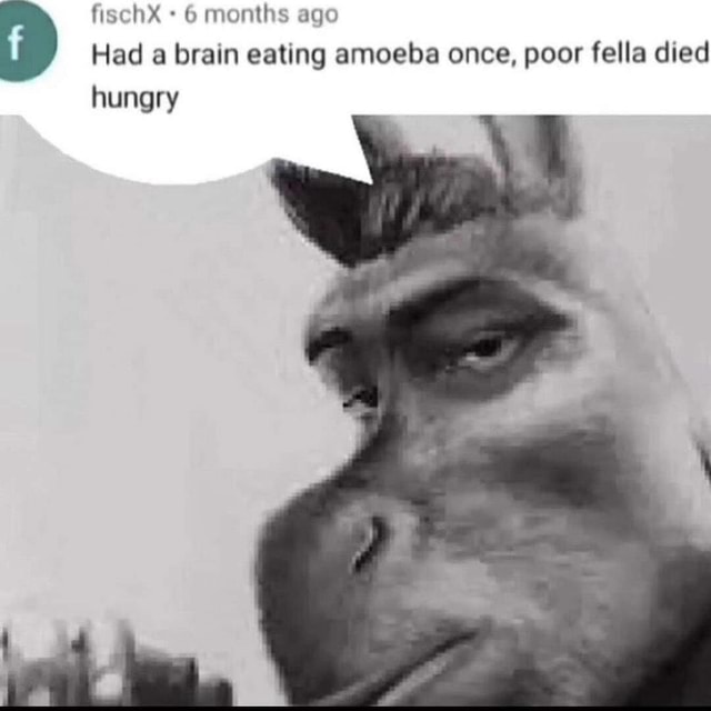 Thy bX terre tithe ago Had a brain eating amoeba once, poor fella died ...