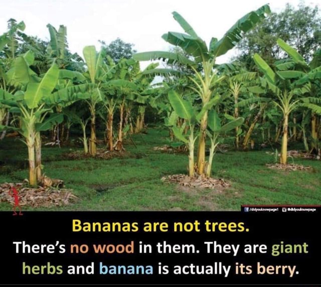 Pp Bananas are not trees. There's no wood in them. They are giant herbs ...