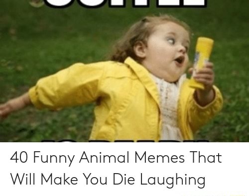 40 Funny Animal Memes That Will Make You Die Laughing - iFunny