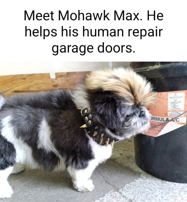 Meet Mohawk Max. He helps his human repair garage doors. - iFunny
