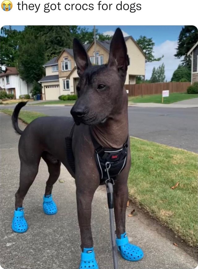 They got crocs for dogs - America’s best pics and videos
