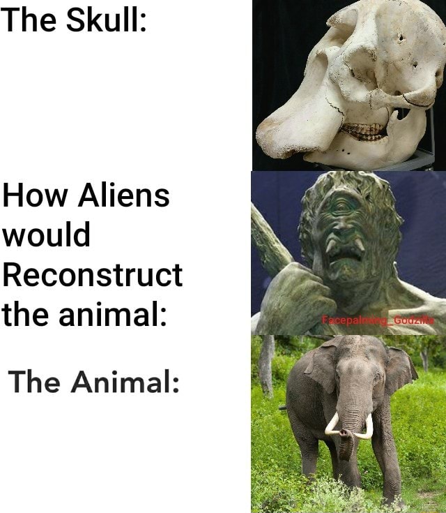 The Skull: How Aliens would Reconstruct the animal: The Animal: - iFunny