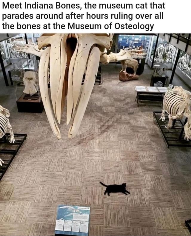 Meet Indiana Bones, the museum cat that parades around after hours ...