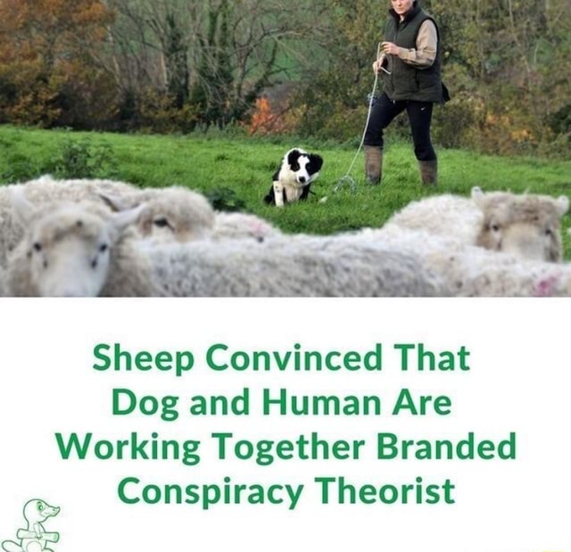 Sheep Convinced That Dog and Human Are Working Together Branded ...