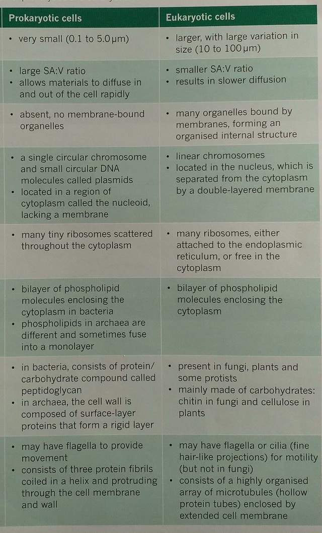 Prokaryotic cells large SA:V ratio allows materials to diffuse in and ...