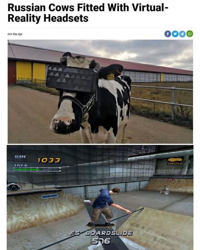 Russian Cows Fitted With Virtual- Reality Headsets - iFunny