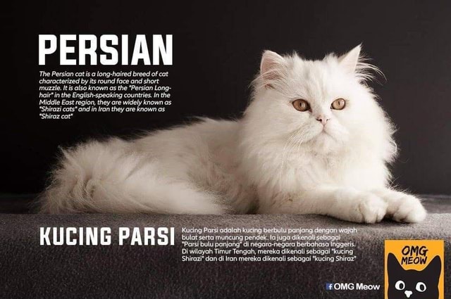 50 Cat Breeds a cat-lover must know. - PERSIAN The Persian cat is a ...