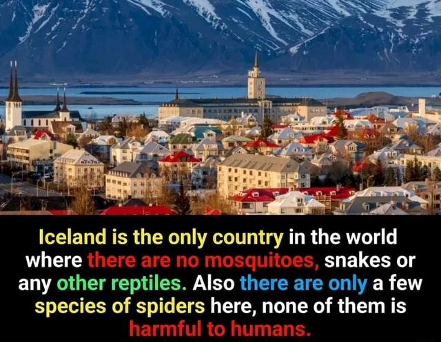 Iceland is the only country in the world where there are no mosquitoes ...