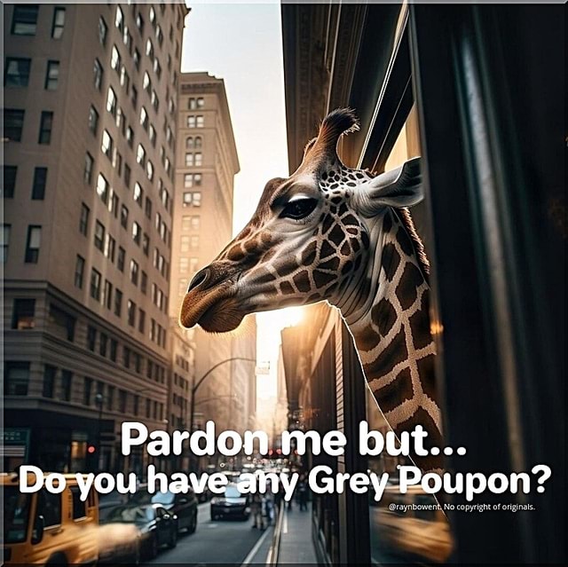 Pardon me but... Do you have any Grey Pou pon? - America’s best pics ...