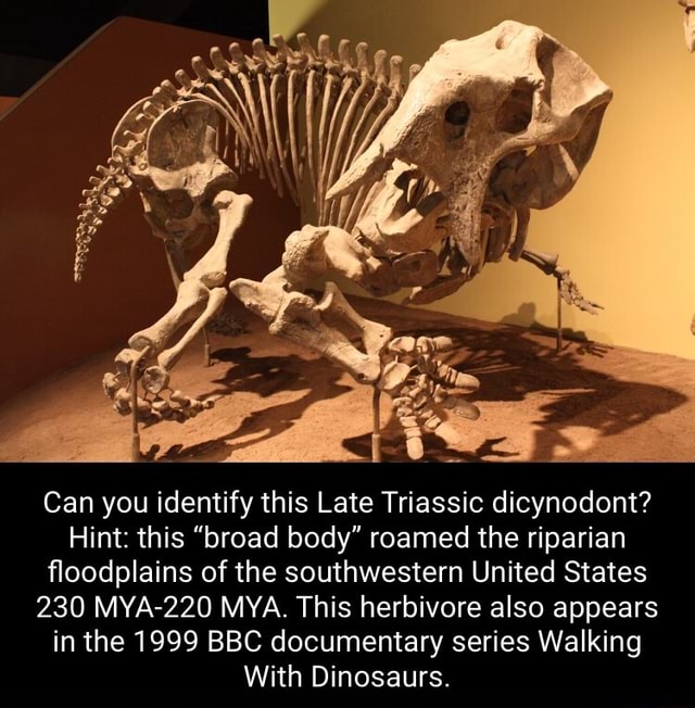 SS Can you identify this Late Triassic dicynodont? Hint: this "broad ...