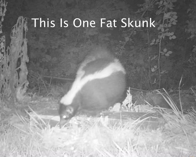 This Is One Fat Skunk - iFunny
