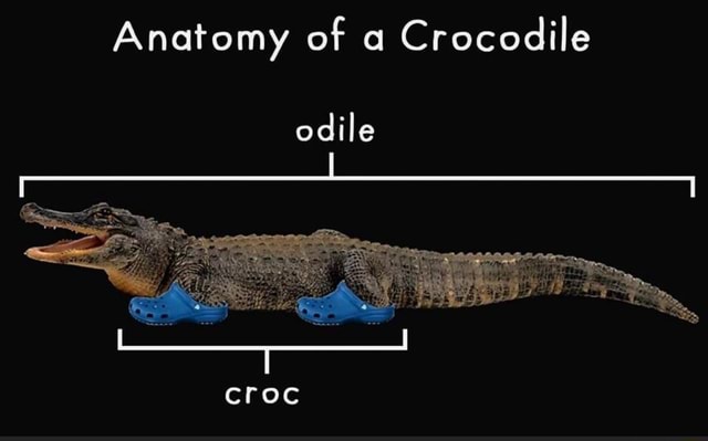 Anatomy of a Crocodile odile - iFunny