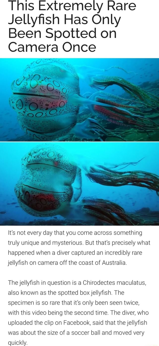 This Extremely Rare Jellyfish Has Only Been Spotted on Camera Once It's ...