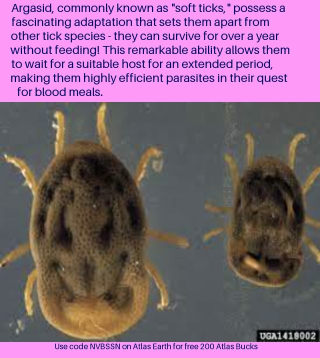 Argasid, commonly known as "soft ticks," possess a fascinating adaptation that sets them apart ...