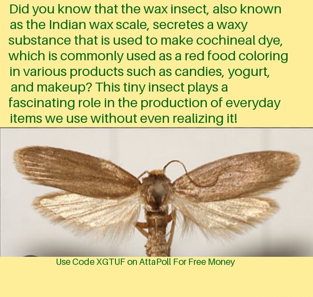 Did you know that the wax insect, also known as the Indian wax scale ...