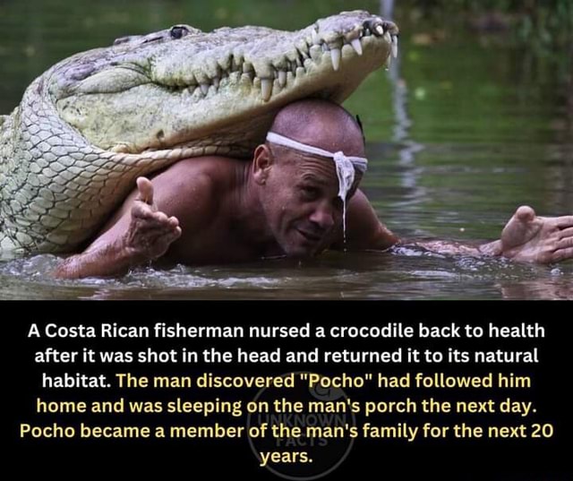 A Costa Rican fisherman nursed a crocodile back to health after it was ...
