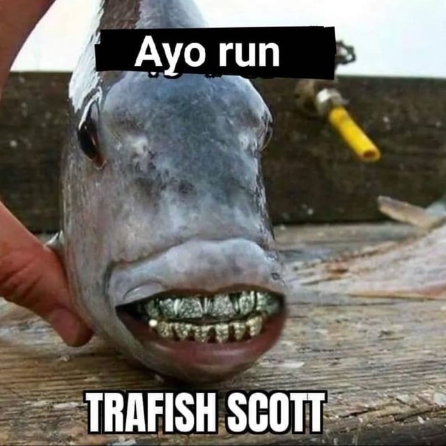 Ayo run TRAFISH SCOTT - iFunny