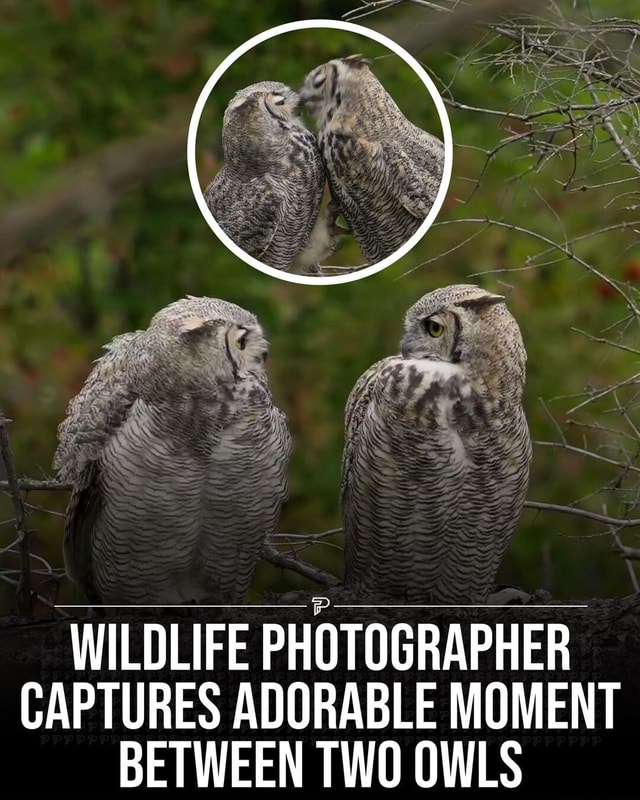 WILDLIFE PHOTOGRAPHER CAPTURES ADORABLE MOMENT BETWEEN TWO OWLS ...