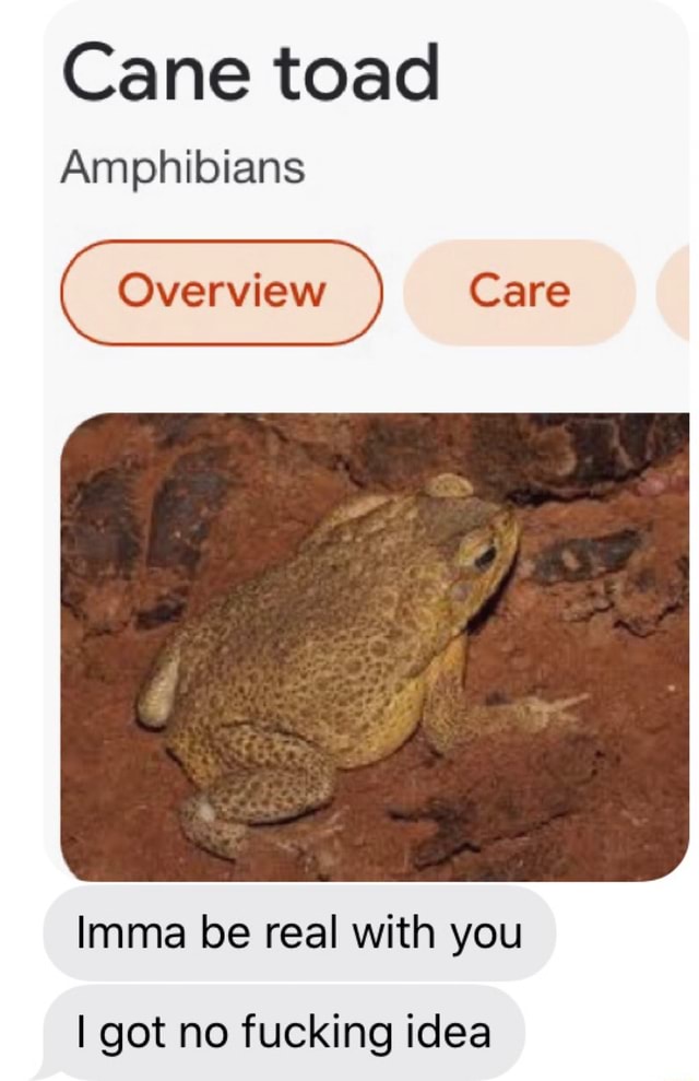 Cane toad Amphibians Overview Care Imma be real with you I got no ...