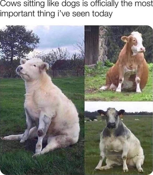COWS sitting like GOGS IS Oniclally the most important thing i've seen ...