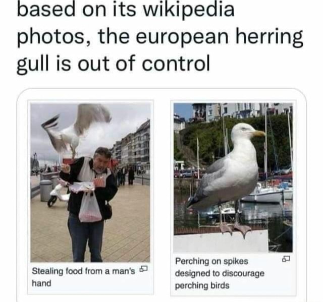 Based on its wikipedia photos, the european herring gull is out of ...