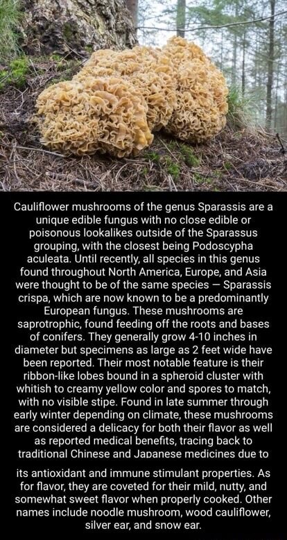 Cauliflower mushrooms of the genus Sparassis are a unique edible fungus ...
