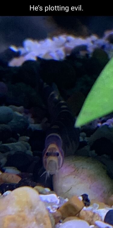 He's plotting evil. - iFunny