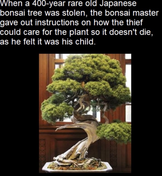 When a 400-year rare old Japanese bonsai tree was stolen, the bonsai ...