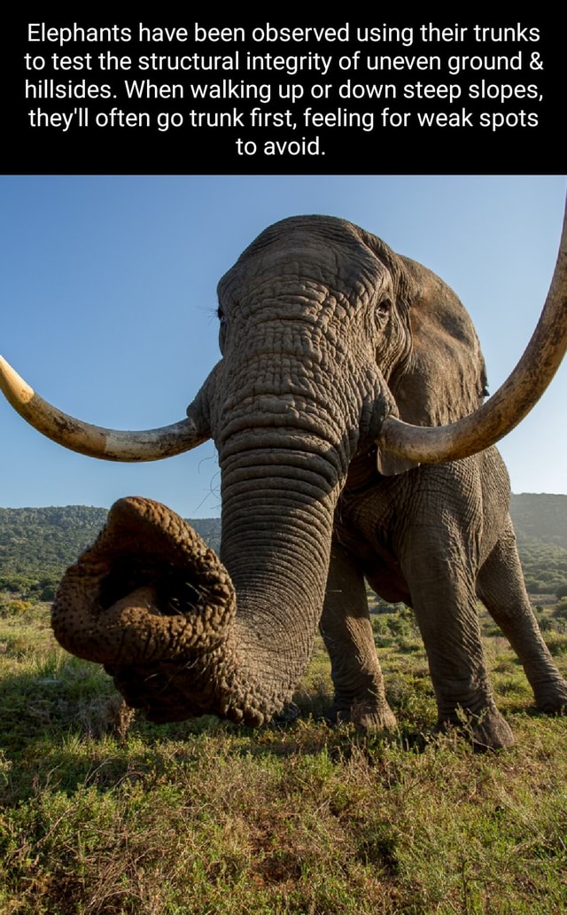 Elephants have been observed using their trunks to test the structural ...
