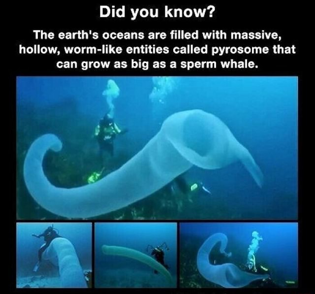 Did you know? The earth's oceans are filled with massive, hollow, worm ...