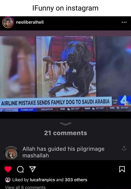 Funny on instagram neoliberalhell AIRLINE MISTAKE SENDS FAMILY DOG TO ...