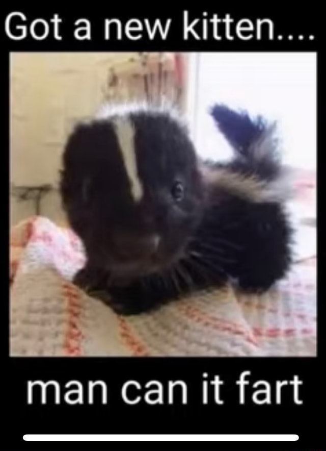 Got a new kitten.... man can it fart - iFunny